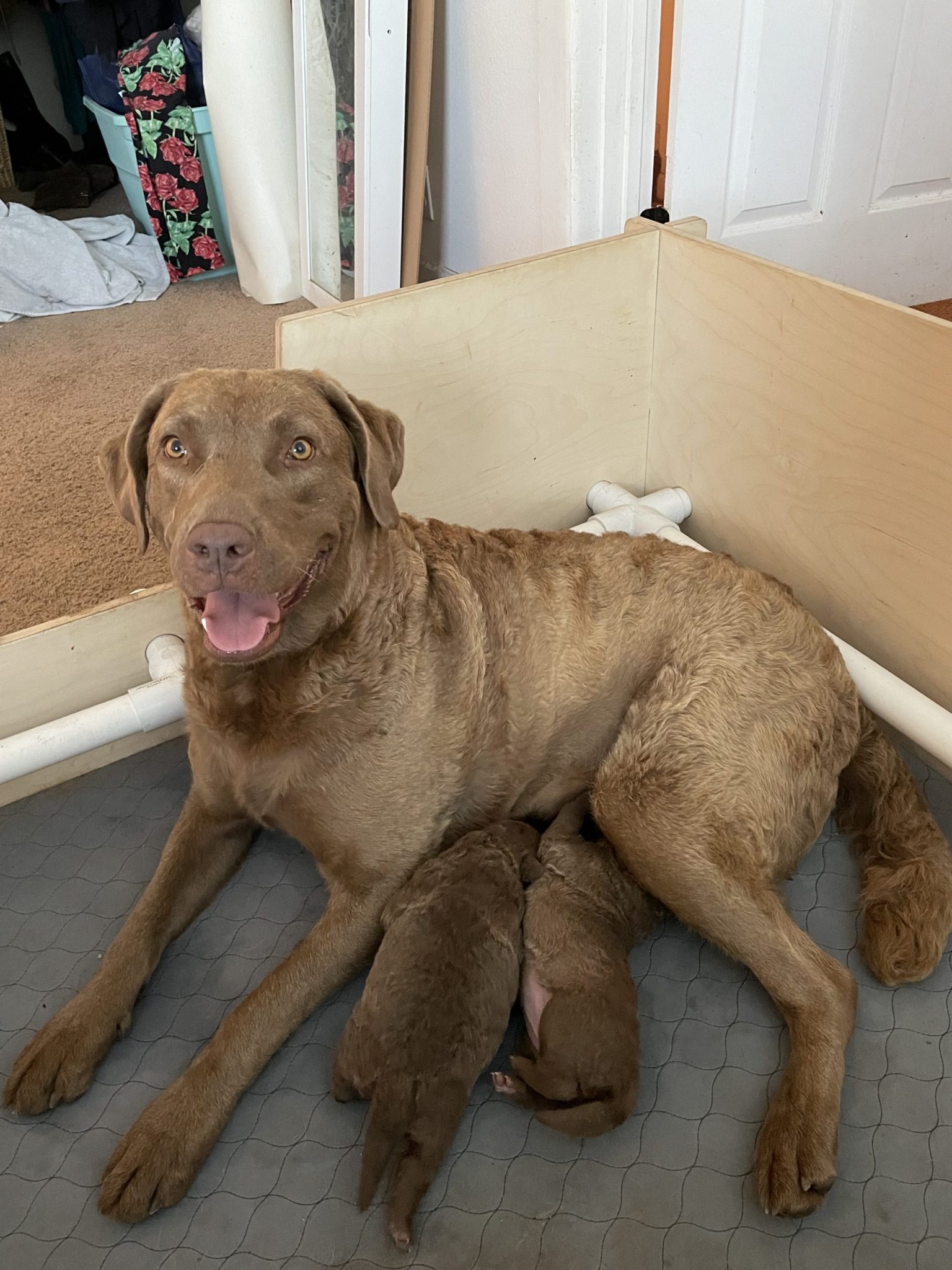 Riversedge Chesapeake Bay Retrievers – Chesapeake Bay Retrievers ...