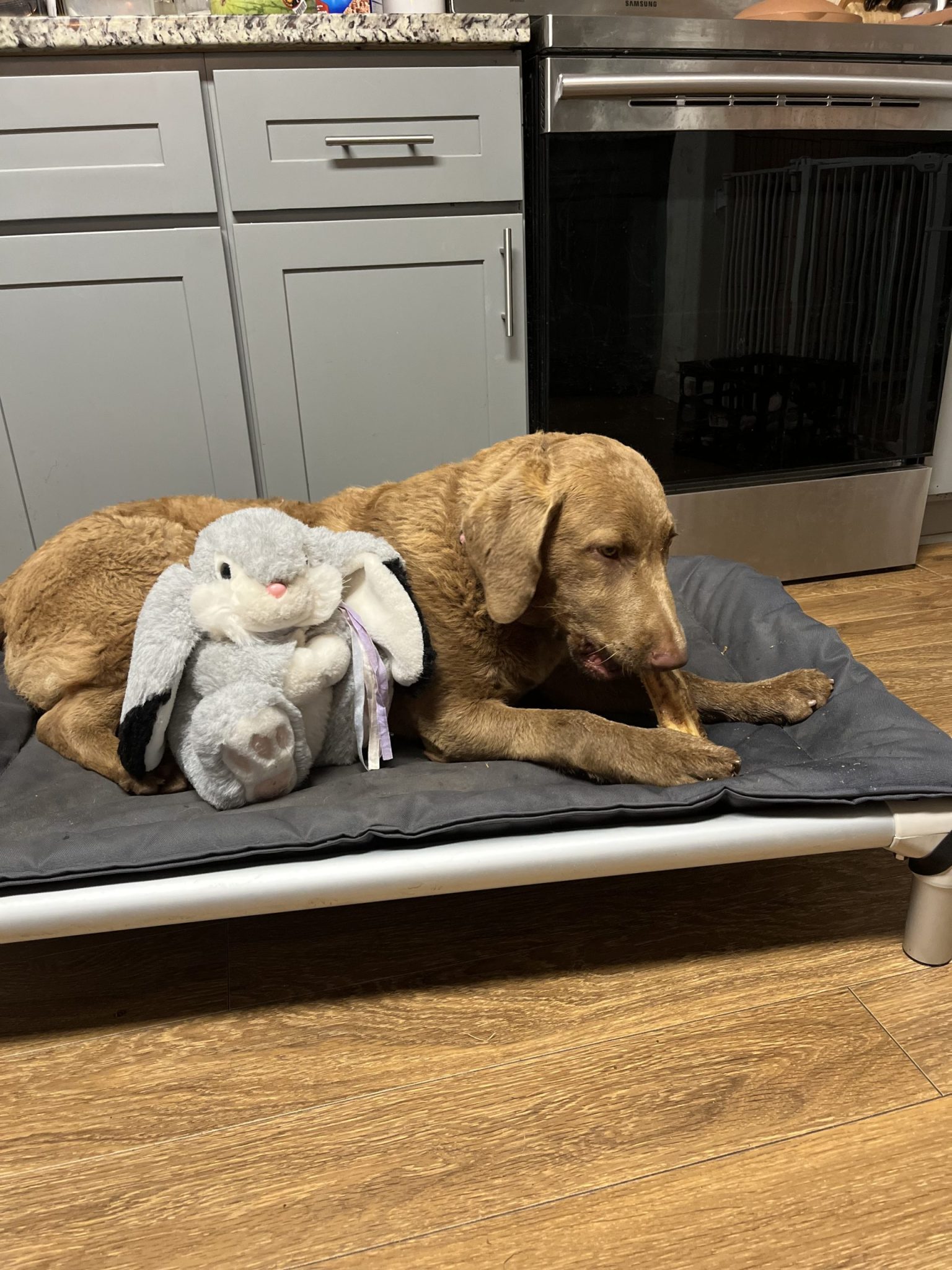 Riversedge Chesapeake Bay Retrievers – Chesapeake Bay Retrievers, Gold ...